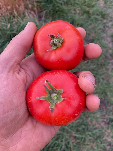Moscow Tomato – Vibrant Earth Seeds