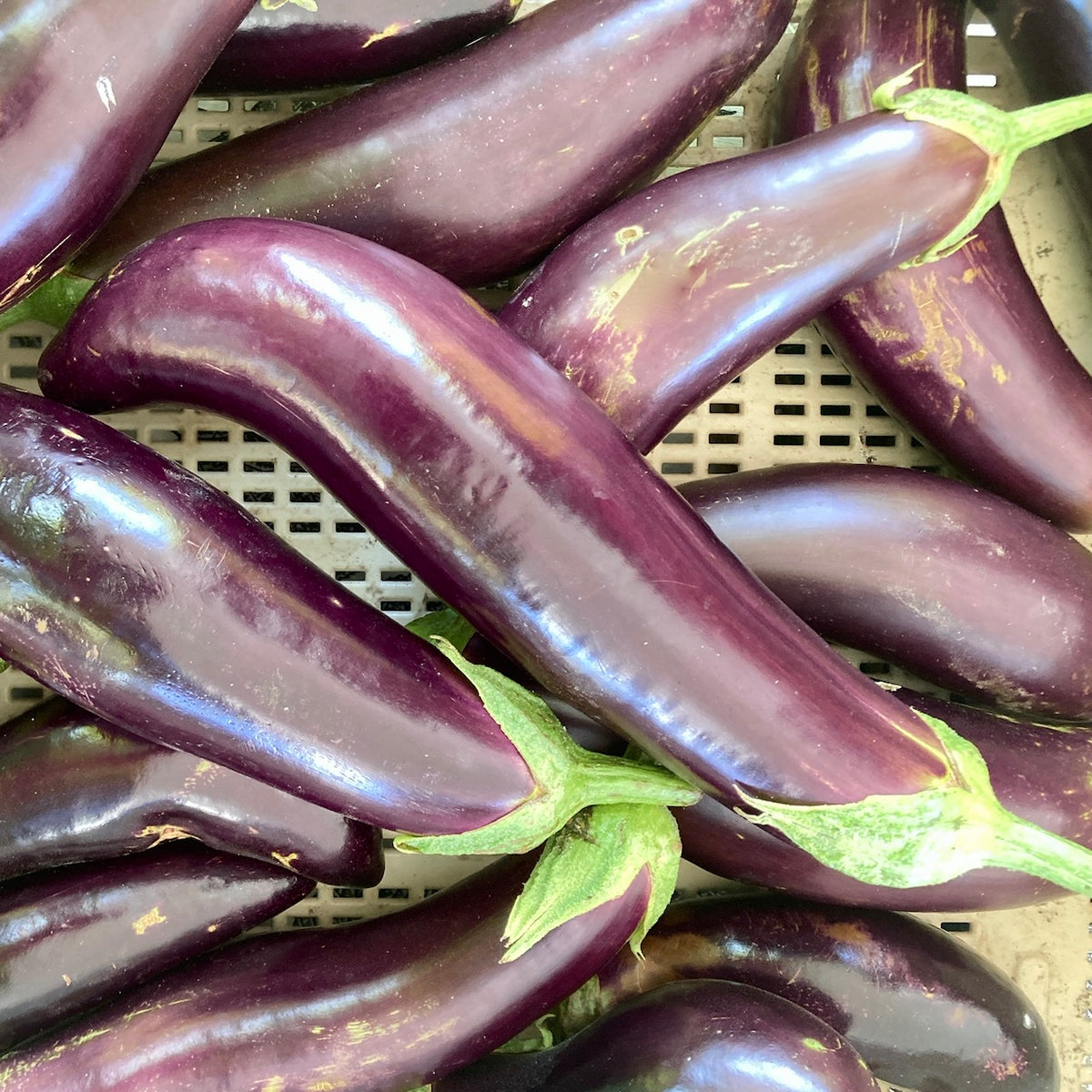 Za Hara Eggplant – Vibrant Earth Seeds
