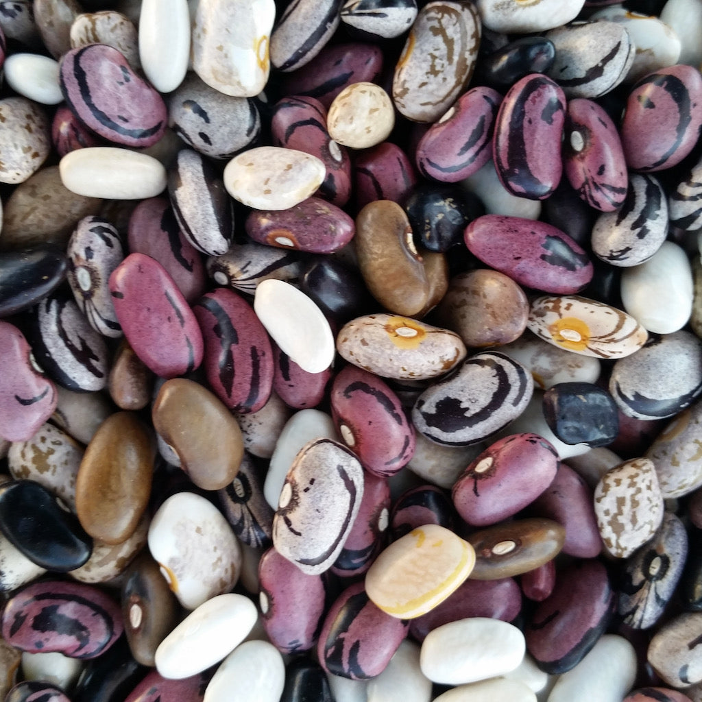 Beans – Vibrant Earth Seeds