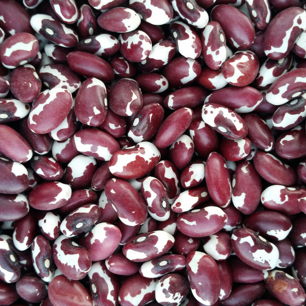 Native Southwestern Seeds – Vibrant Earth Seeds