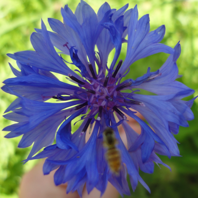 Flowers – Vibrant Earth Seeds