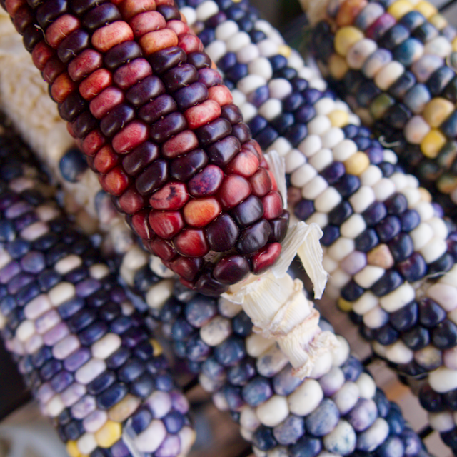 Corn – Vibrant Earth Seeds