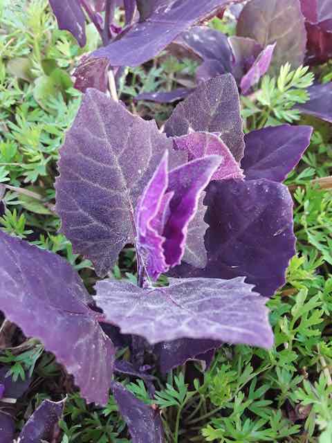 Purple Orach – Vibrant Earth Seeds