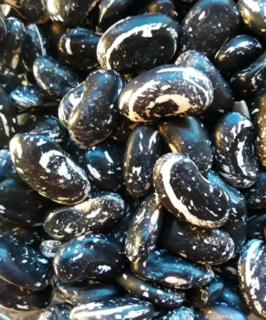 Iroquois Skunk Bean – Vibrant Earth Seeds