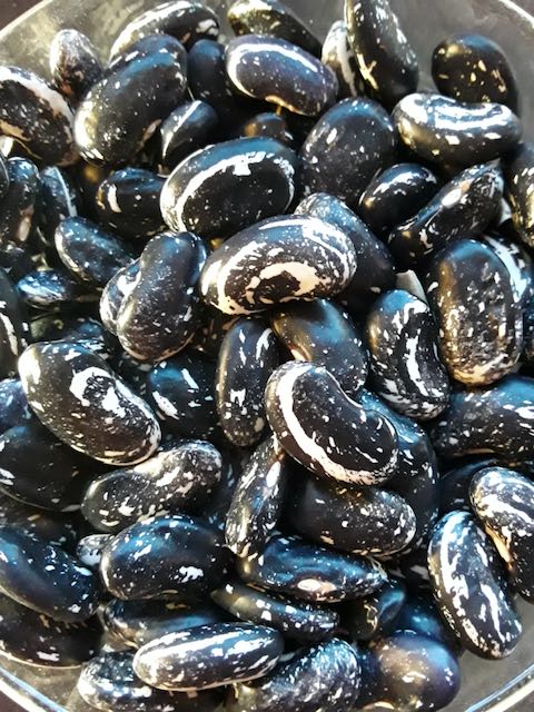 Iroquois Skunk Bean – Vibrant Earth Seeds