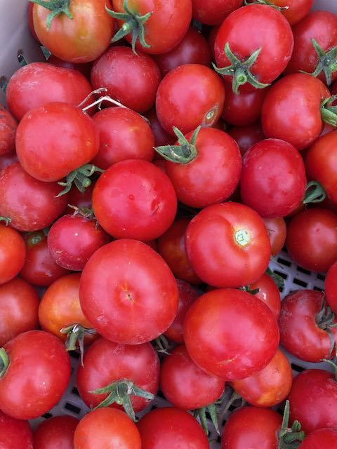 Alaska Tomato – Vibrant Earth Seeds