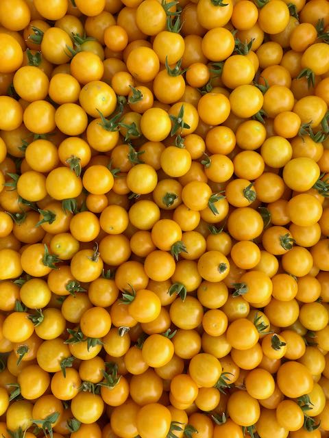 Galina Tomato – Vibrant Earth Seeds