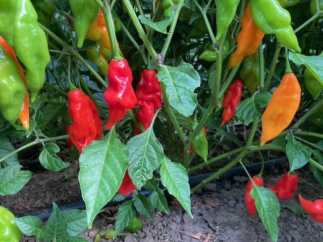 Hot Paper Lantern Pepper – Vibrant Earth Seeds