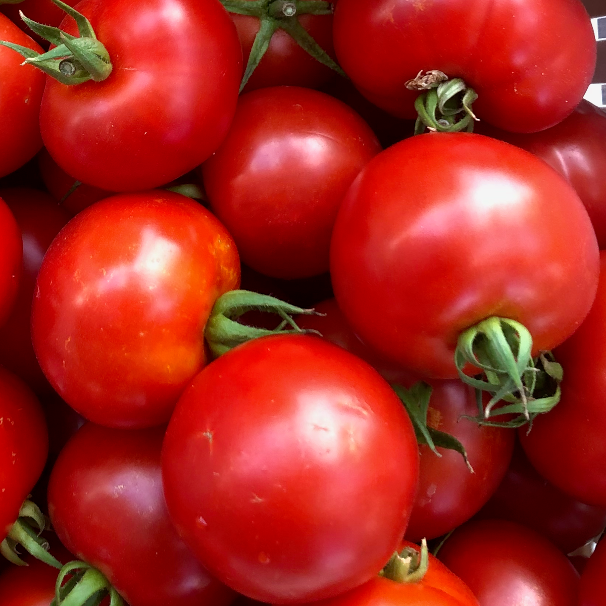 Mountain Girl Tomato – Vibrant Earth Seeds