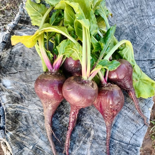 German Lutz Beets (Winterkeeper Beets) – Vibrant Earth Seeds