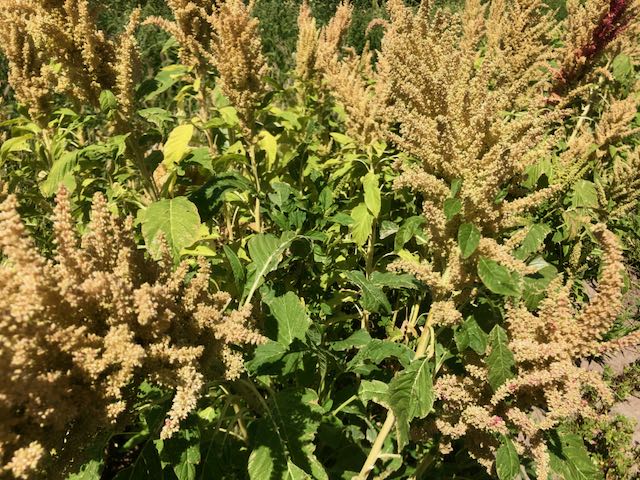 Huatl Amaranth – Vibrant Earth Seeds