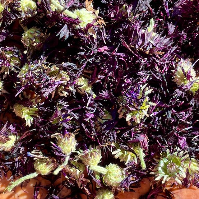 Purple Bachelor's Button – Vibrant Earth Seeds