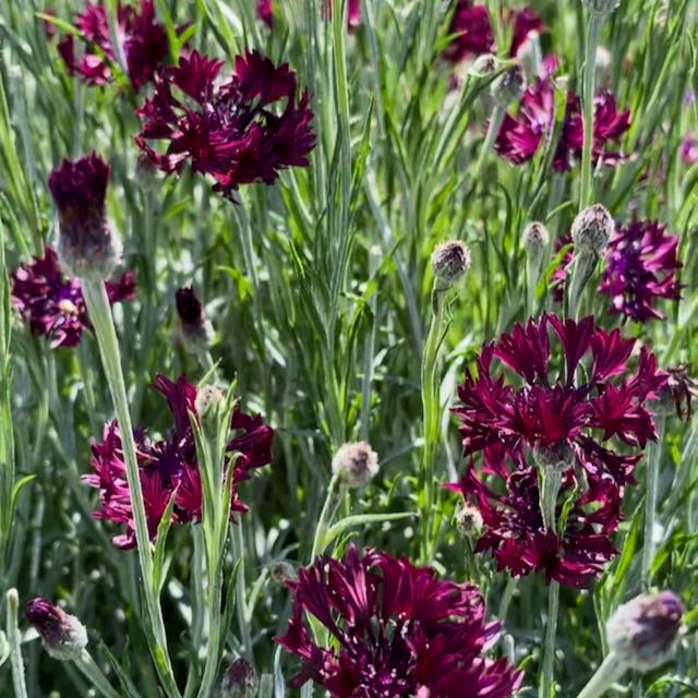 Purple Bachelor's Button – Vibrant Earth Seeds