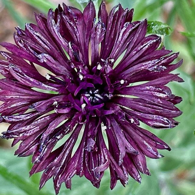 Purple Bachelor's Button – Vibrant Earth Seeds