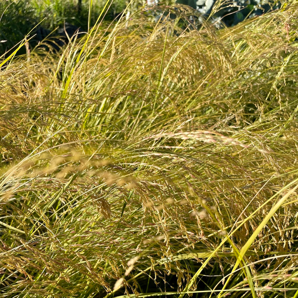 Ivory Teff – Vibrant Earth Seeds