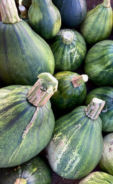 Papalote Ranch Cushaw Squash – Vibrant Earth Seeds