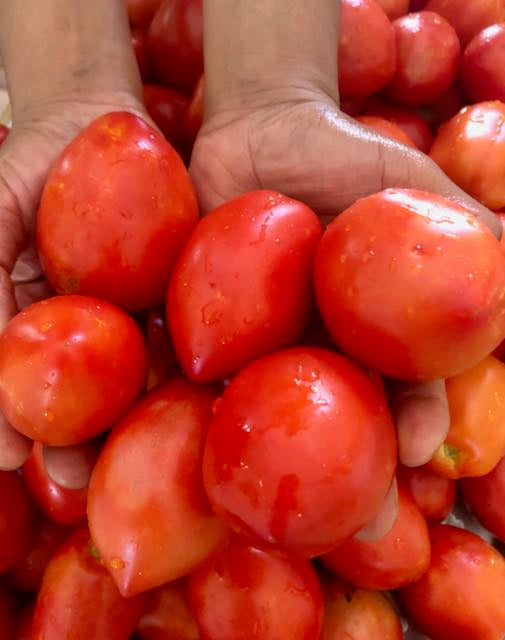 Mt. Roma Tomato – Vibrant Earth Seeds