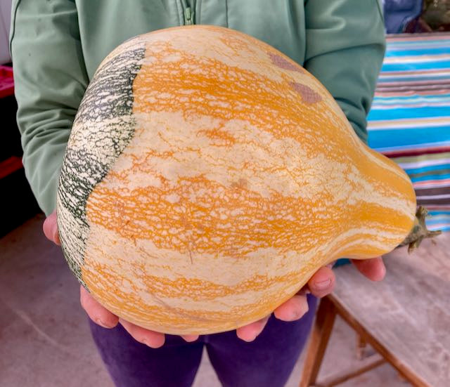 Hopi Origin Cushaw Winter Squash – Vibrant Earth Seeds