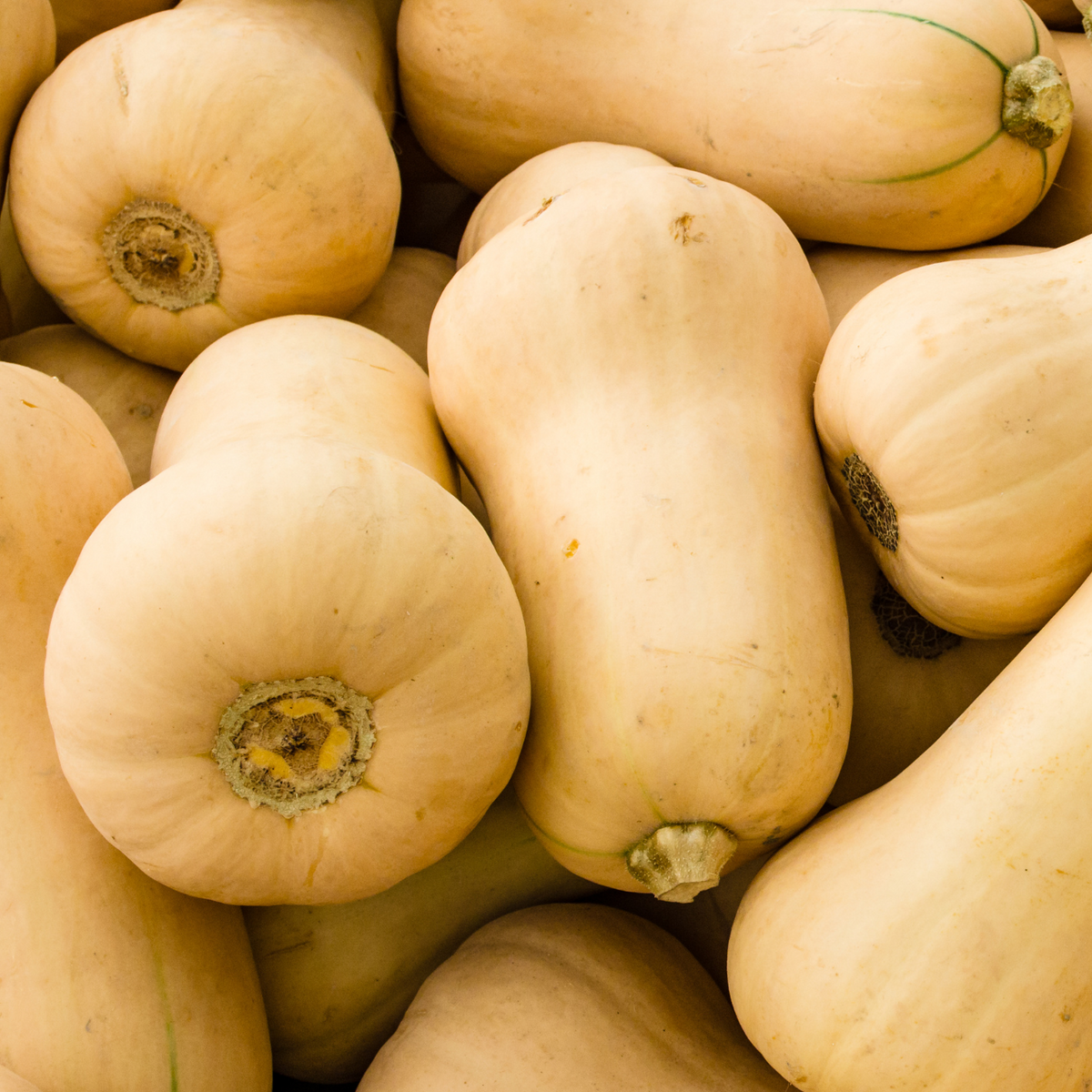Ponca Butternut Squash – Vibrant Earth Seeds