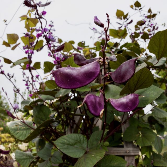 Purple Hyacinth Bean – Vibrant Earth Seeds