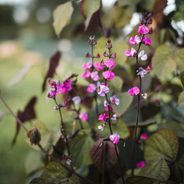 Purple Hyacinth Bean – Vibrant Earth Seeds