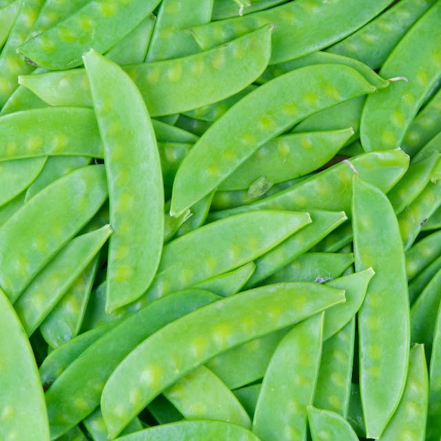Oregon Sugar Pod II Pea – Vibrant Earth Seeds