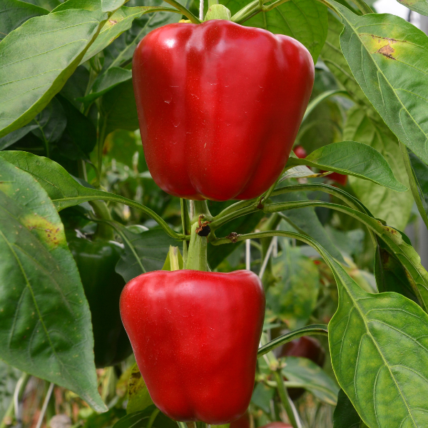 Early California Wonder Bell Pepper – Vibrant Earth Seeds