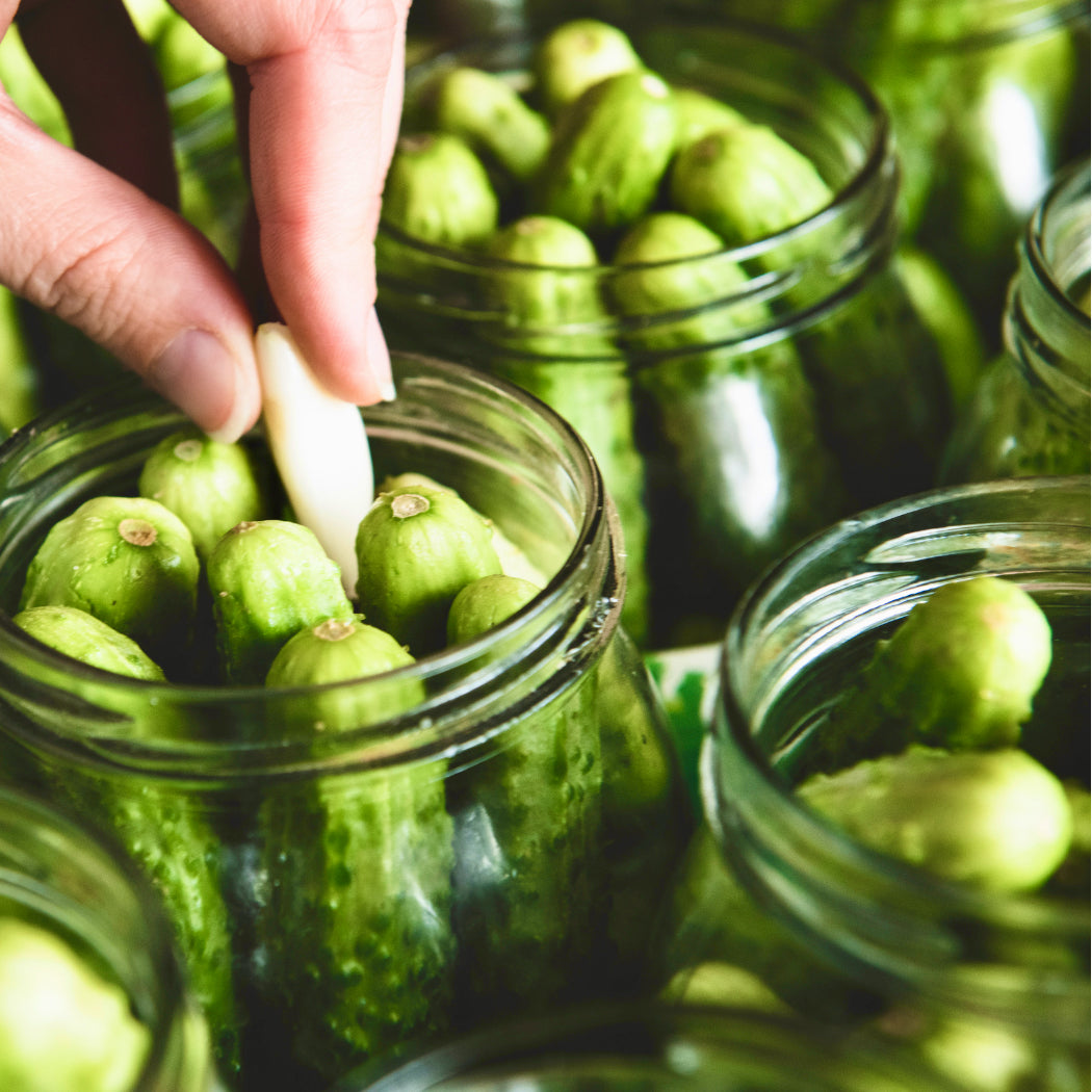 National Pickling Cucumber – Vibrant Earth Seeds