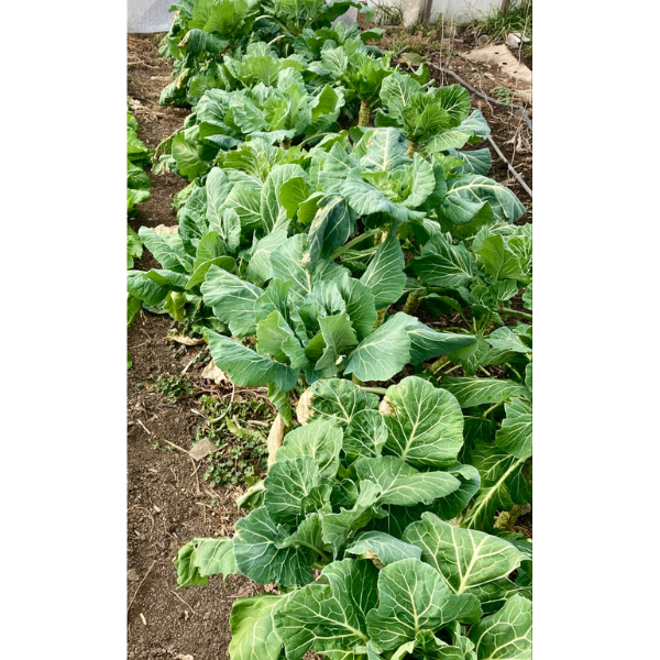 Champion Collards – Vibrant Earth Seeds