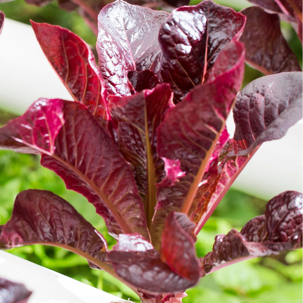 Outredgeous Lettuce – Vibrant Earth Seeds