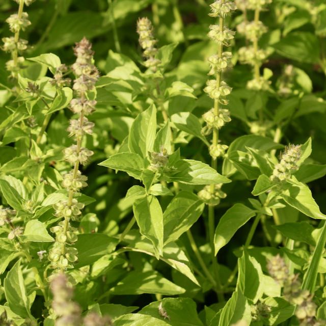 Lemon Basil – Vibrant Earth Seeds