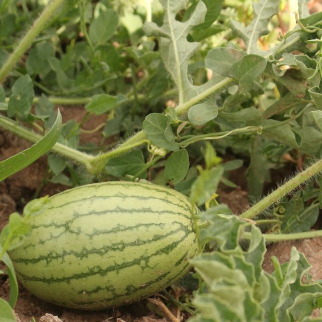 Pueblo Watermelon Mix – Vibrant Earth Seeds