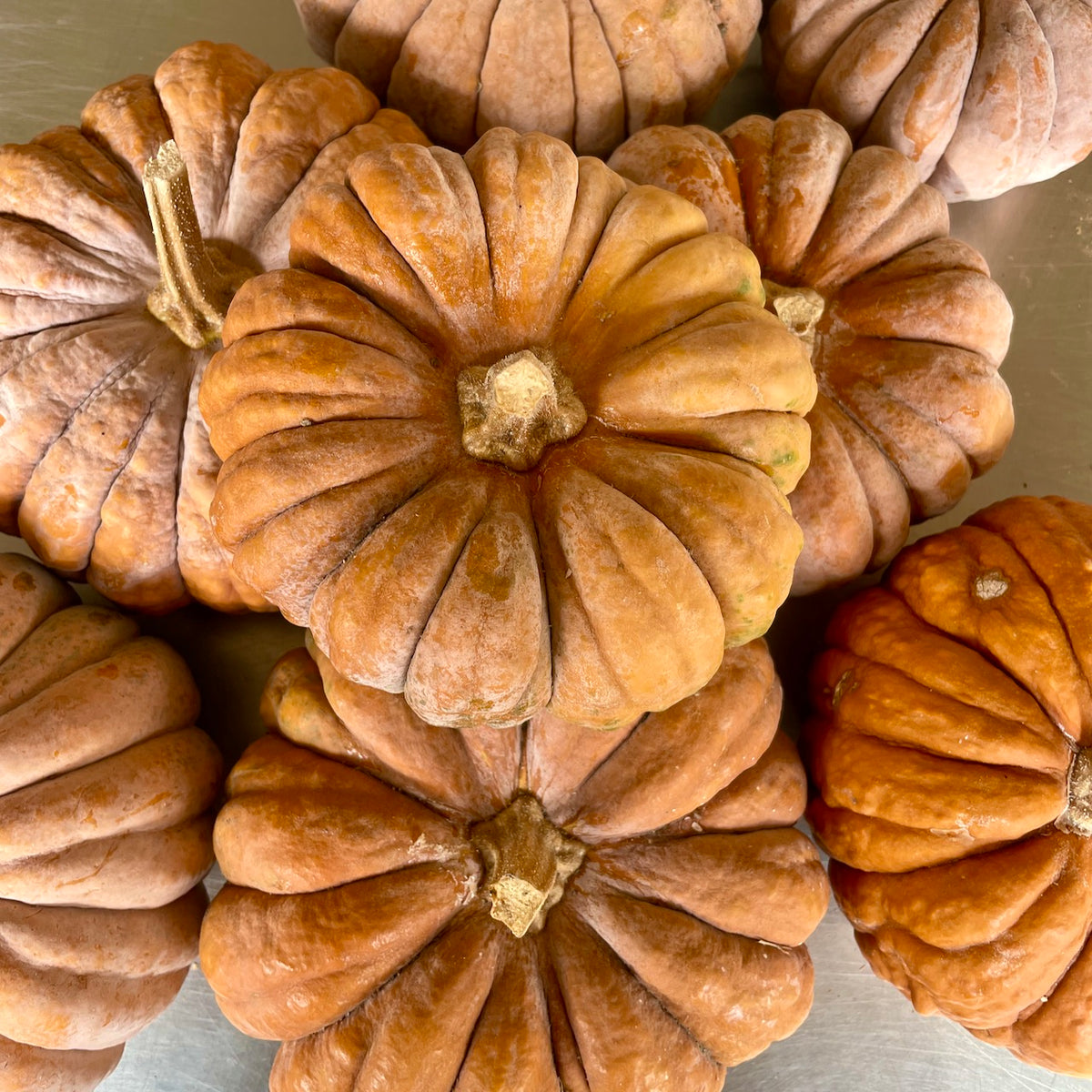 Black Futsu Squash – Vibrant Earth Seeds