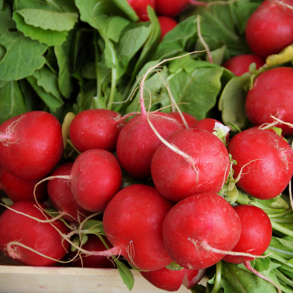 Cherry Belle Radish – Vibrant Earth Seeds