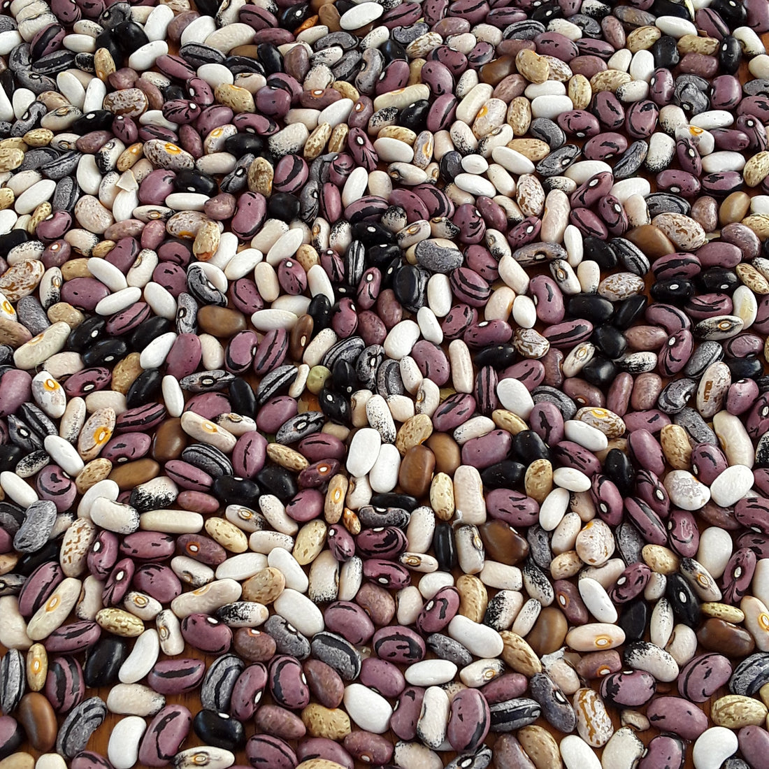 Open Pollinated Vegetable Seeds & Flower Seeds To Plant – Vibrant Earth ...