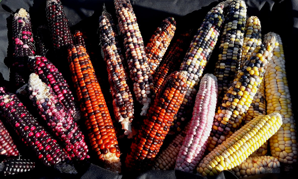 Rainbow Corn: Spotted Dragon Selection – Vibrant Earth Seeds