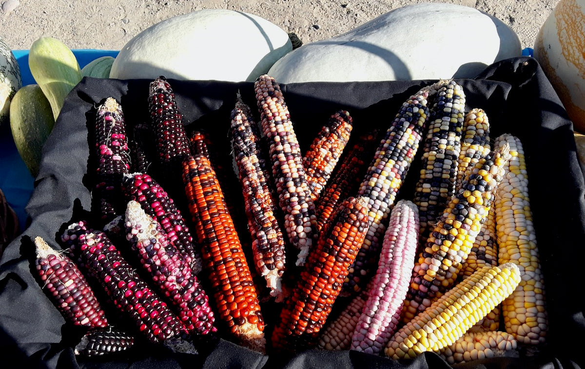 Rainbow Corn: Spotted Dragon Selection – Vibrant Earth Seeds