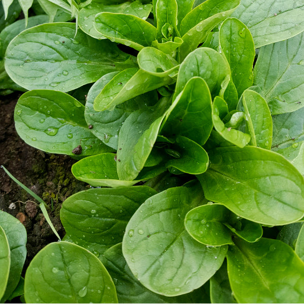 Mâche (Corn Salad) – Vibrant Earth Seeds