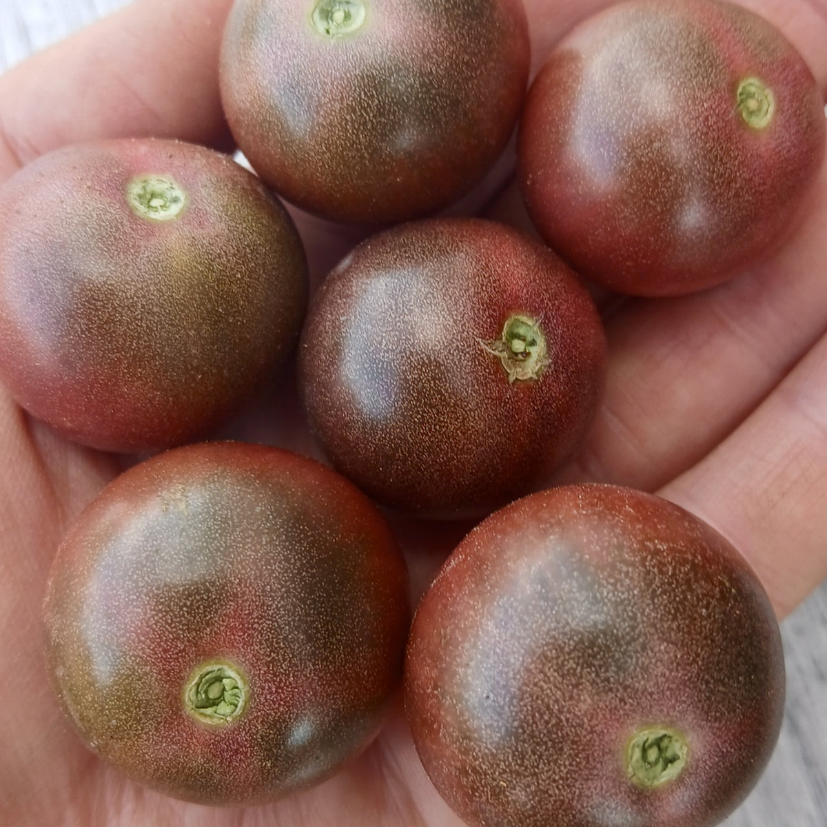 Mountain Black Cherry Tomato – Vibrant Earth Seeds