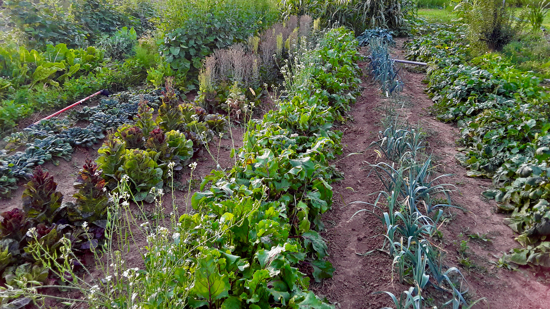 Open Pollinated Vegetable Seeds & Flower Seeds To Plant – Vibrant Earth ...