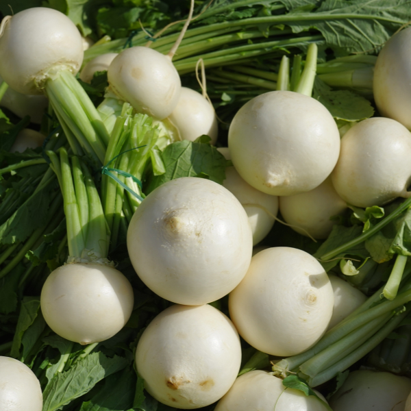 White Egg Turnip – Vibrant Earth Seeds