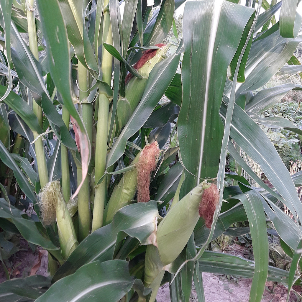 Blue Rainbow Corn Landrace – Vibrant Earth Seeds