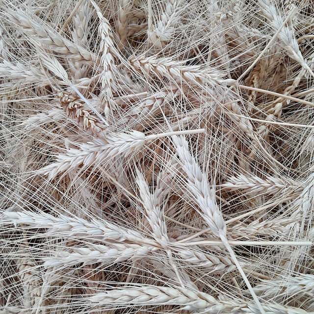 Evolutionary Wheat Blend (Breeding Mix) – Vibrant Earth Seeds