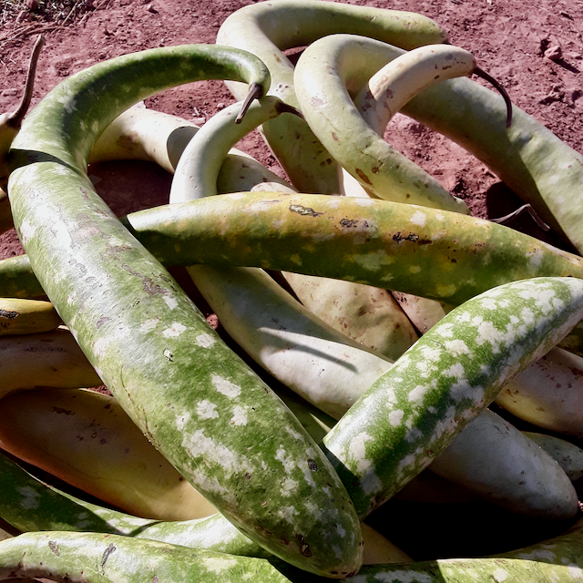 Cucuzzi Edible Gourd – Vibrant Earth Seeds