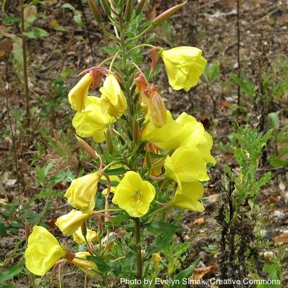 Yellow Evening Primrose – Vibrant Earth Seeds