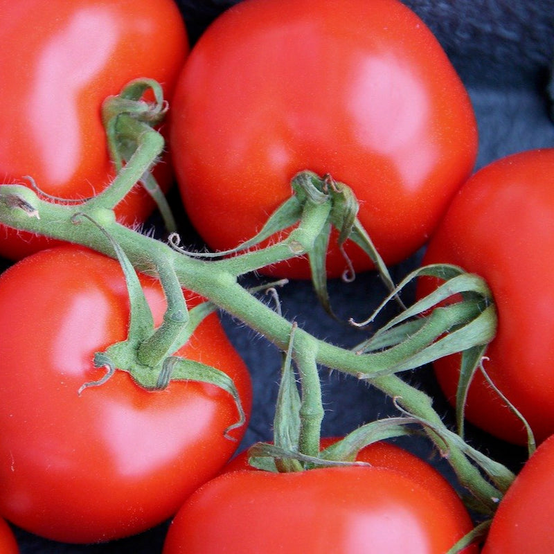 Italian Winter Tomato – Vibrant Earth Seeds