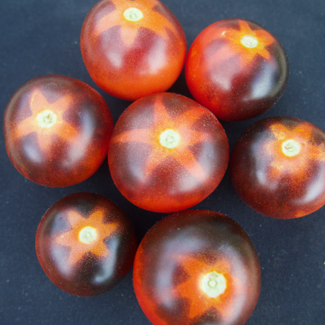 Goluboy Les (Blue Forest) Tomato – Vibrant Earth Seeds