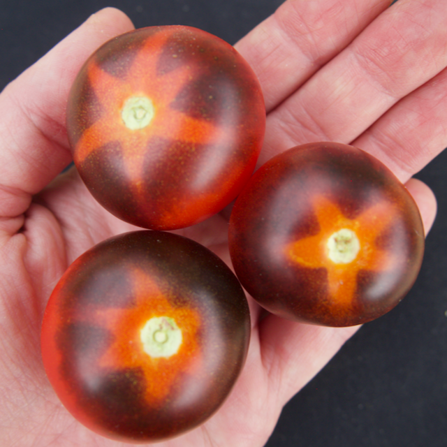 Goluboy Les (Blue Forest) Tomato – Vibrant Earth Seeds