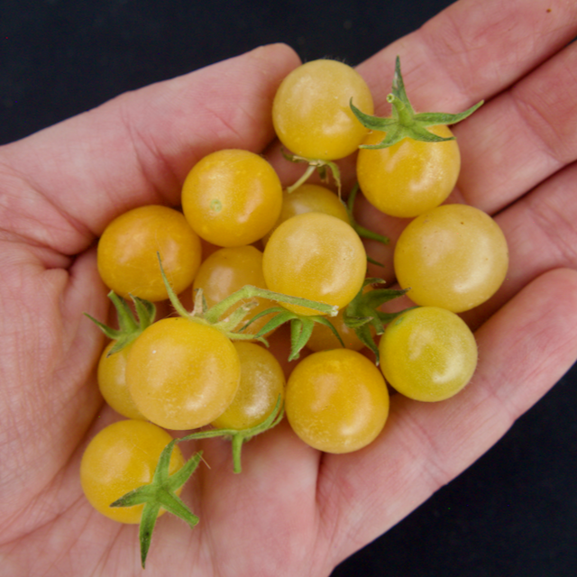 Coyote Tomato – Vibrant Earth Seeds