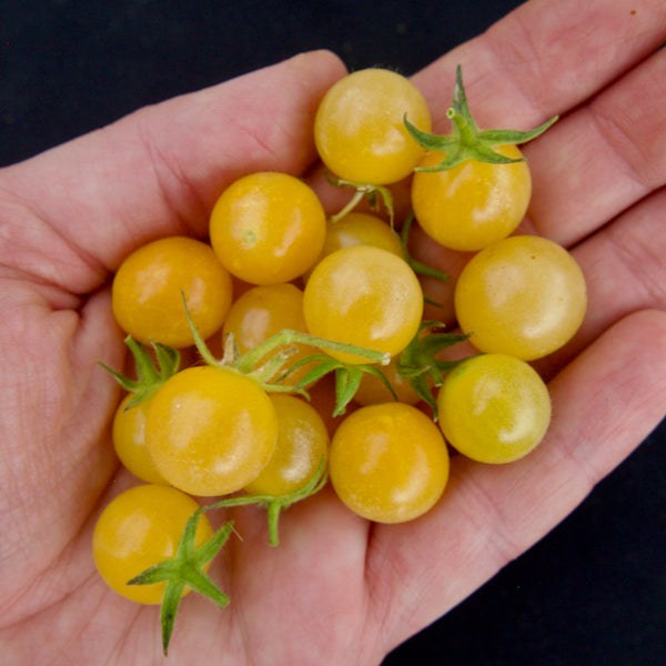 Open Pollinated Vegetable Seeds & Flower Seeds To Plant – Vibrant Earth ...
